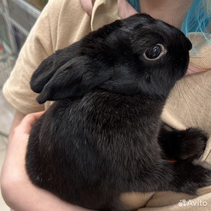 Декоративный кролик