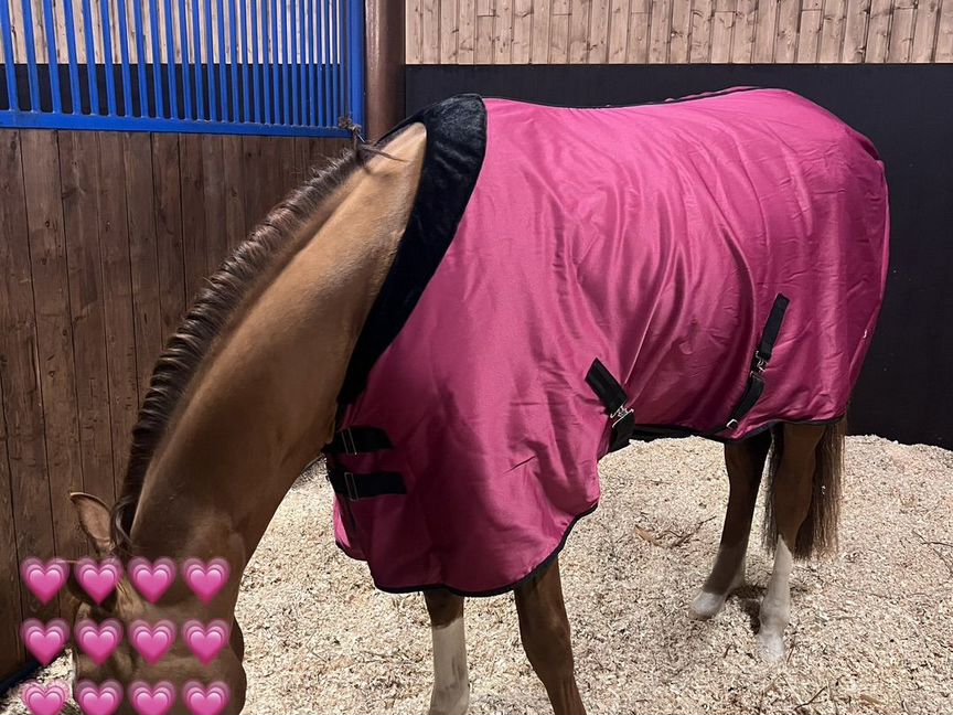 Попона денниковая для лошади