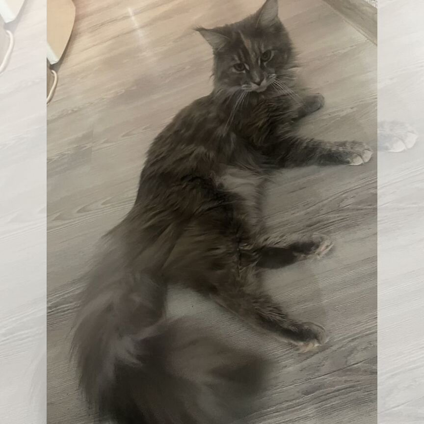 Котята мейн-кун