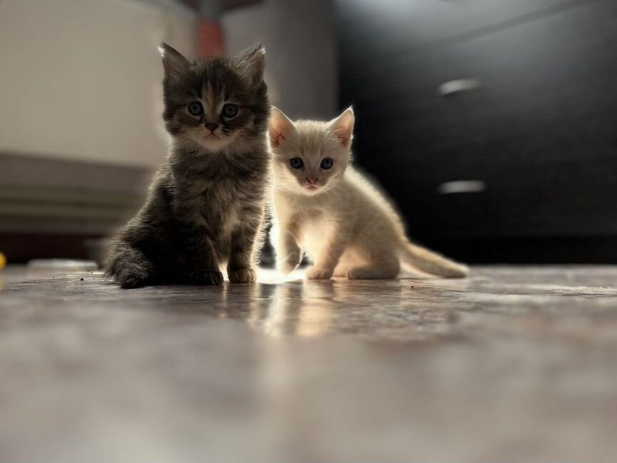 Котята шотландские