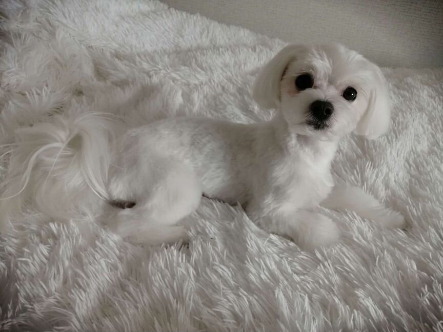 Мальтийская болонка вязка мальчик