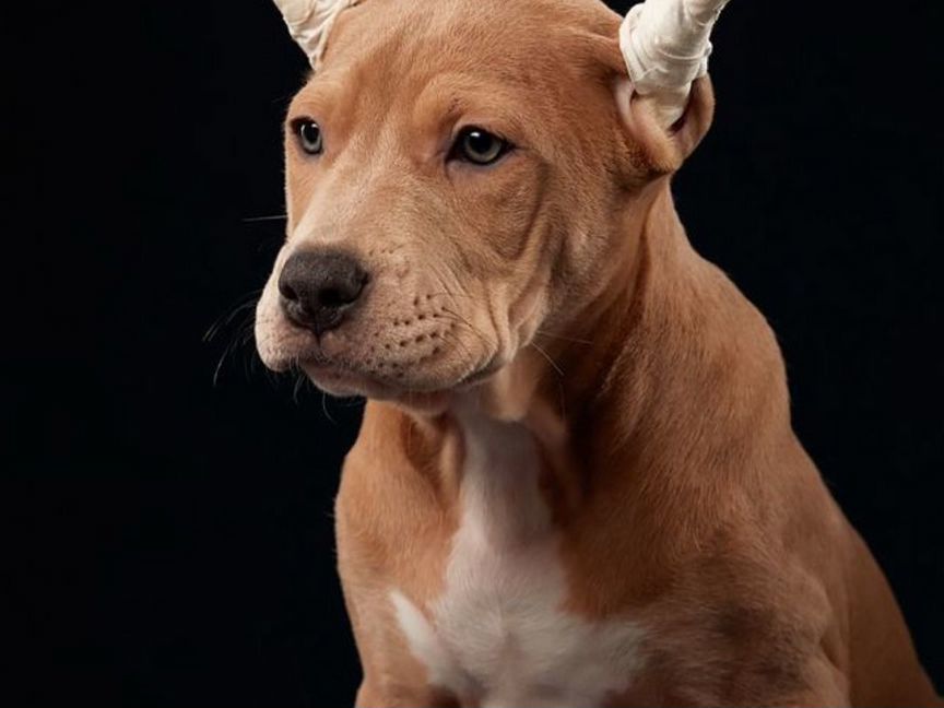 Прайтер щенки