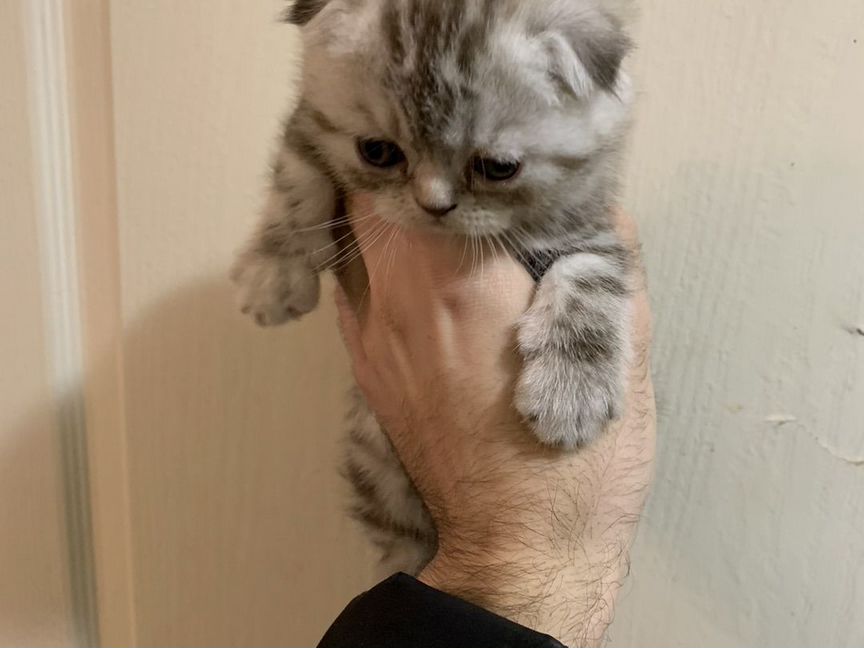 Шотладские котята