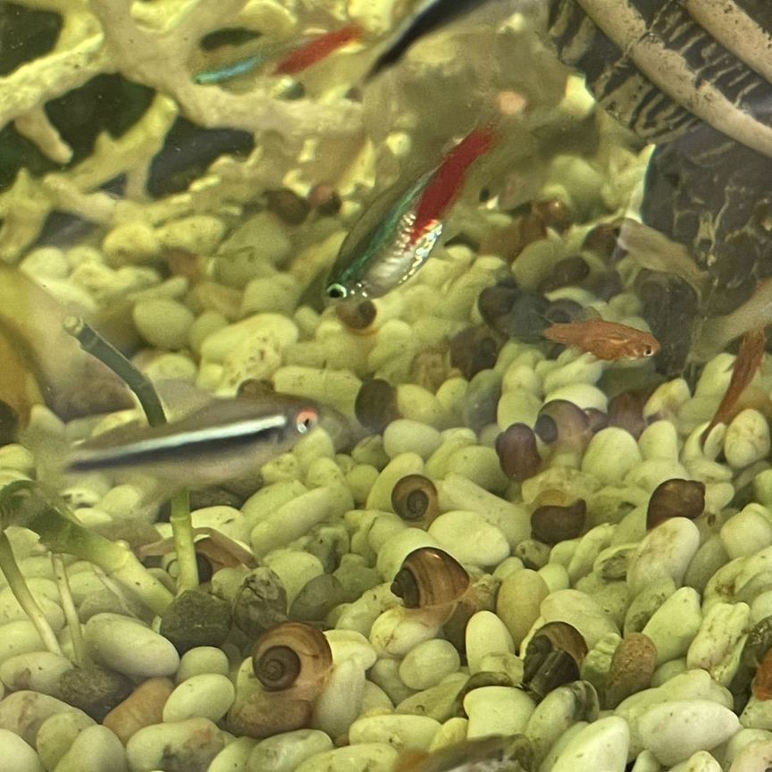 Улитки ампулярии бесплатно