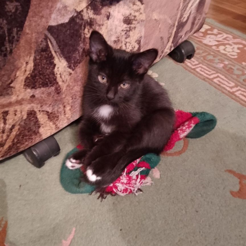 Котëнок 2 месяца, девочка
