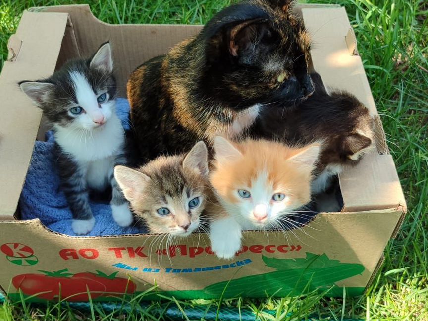 Отдам в добрые руки