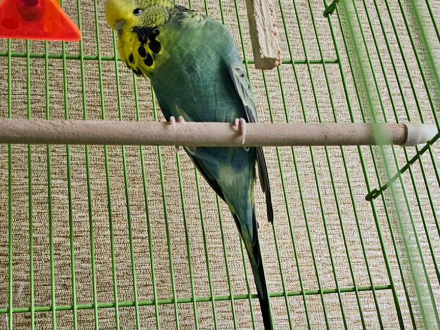 Продается Попугай