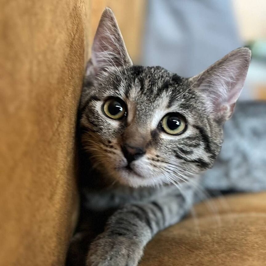 Котенок 3,5 месяца