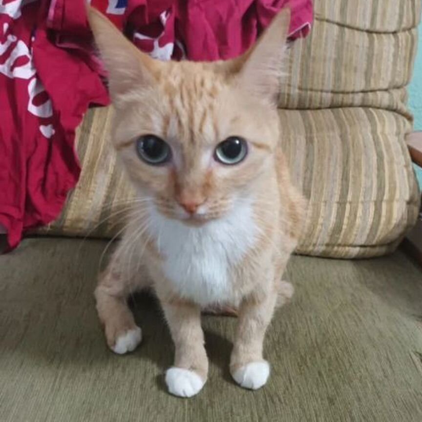 Взрослая, кошка в добрые руки