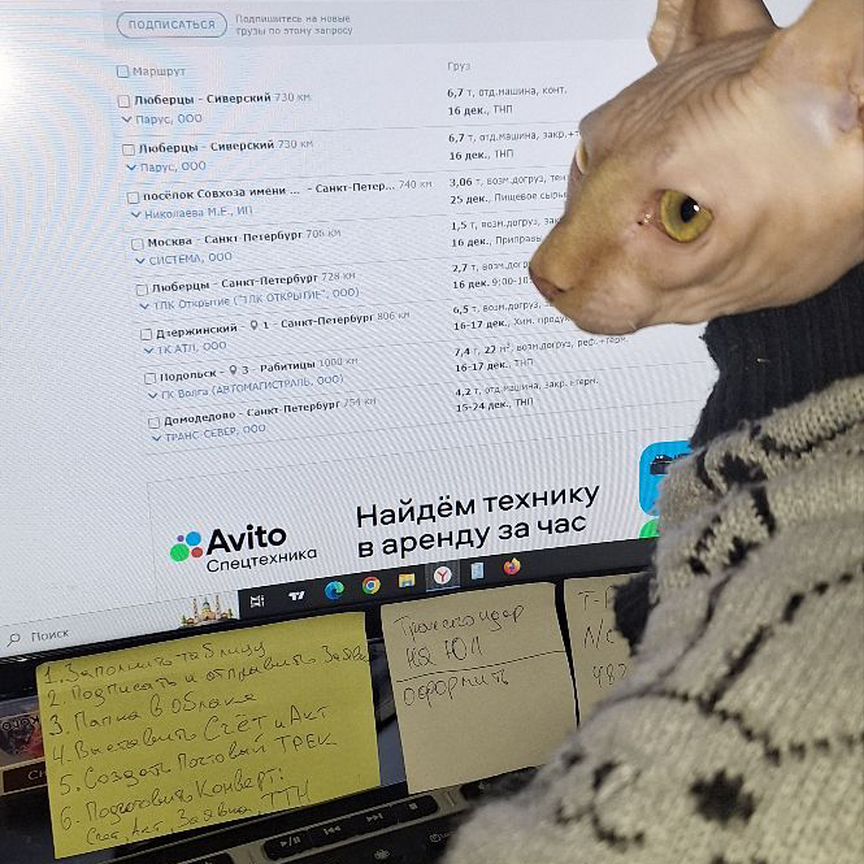 Кот сфинкс ищет свою любовь