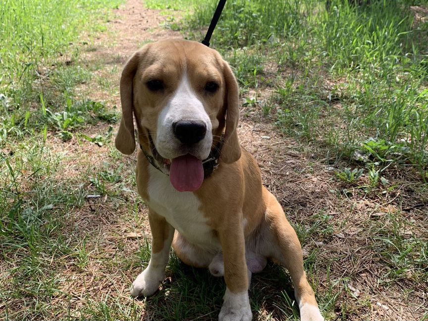 Бигль для вязки(случка)