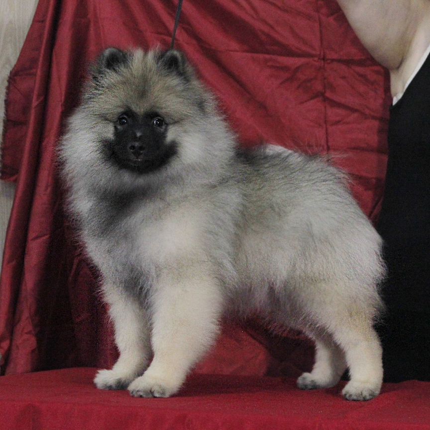 Вольфшпиц, щенок