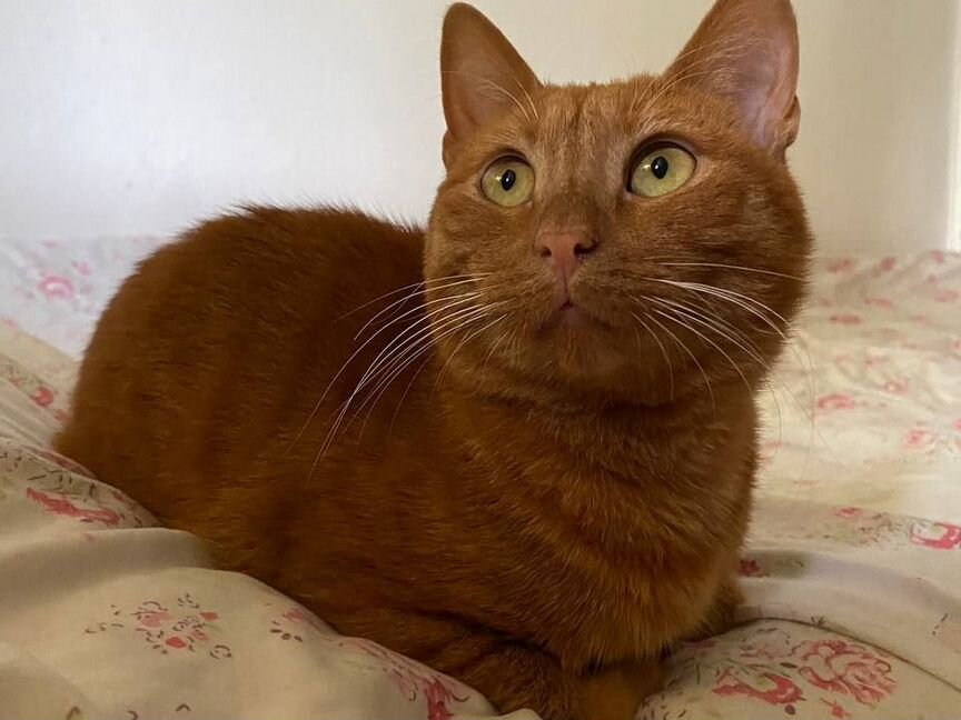 Отдам кота в добрые руки