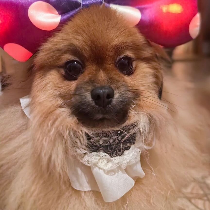 Немецкий шпиц, взрослая собака