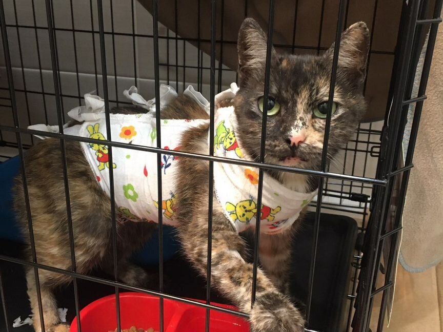 Стерильная кошечка ищет дом