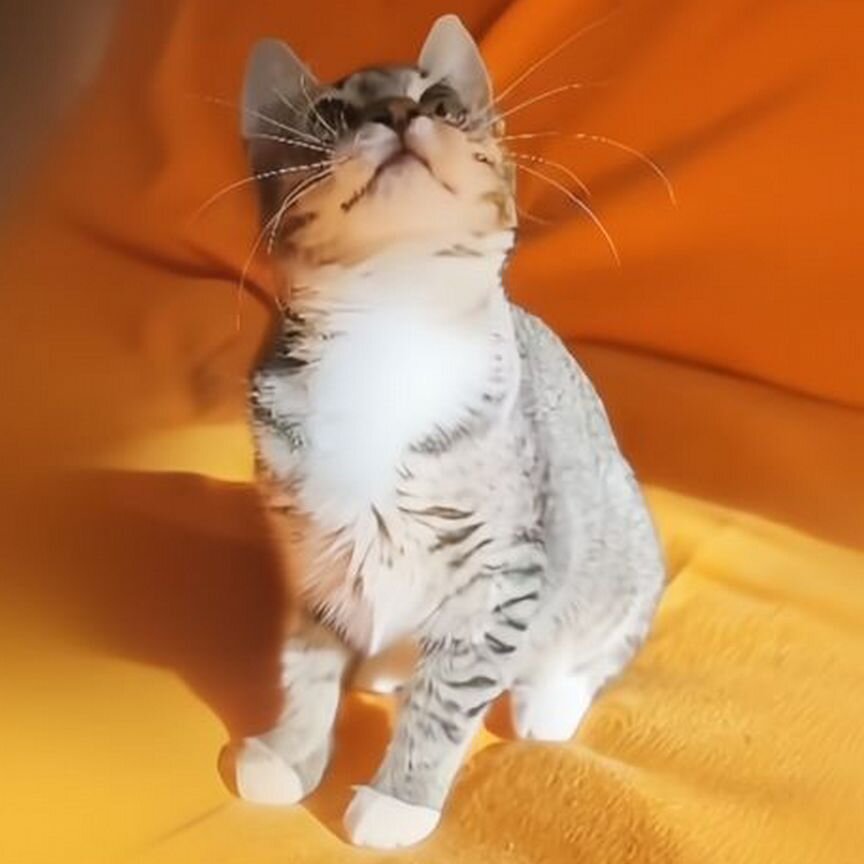 Котёнок в добрые руки