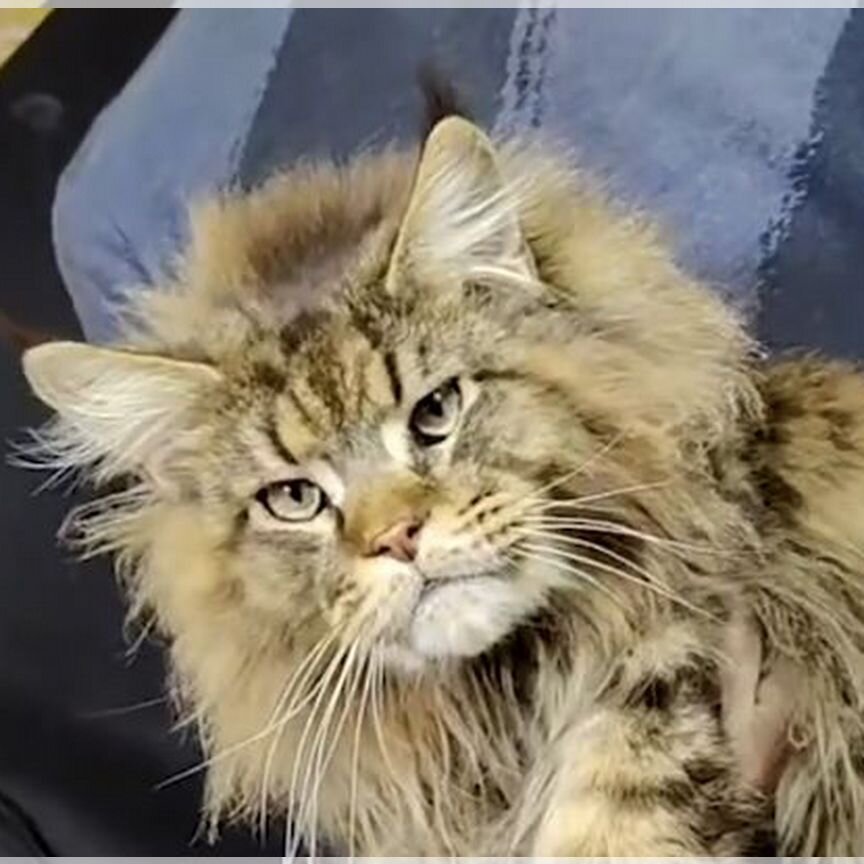 Мейн-кун, взрослый кот