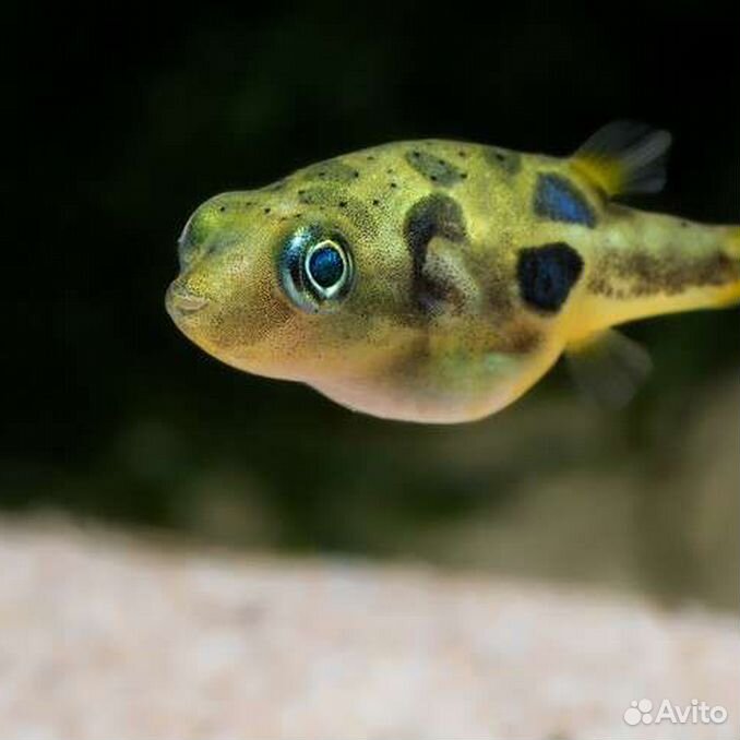 Тетрадон карликовый