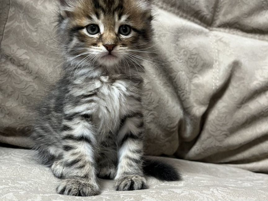 Котёнок мейн-кун чистокровный