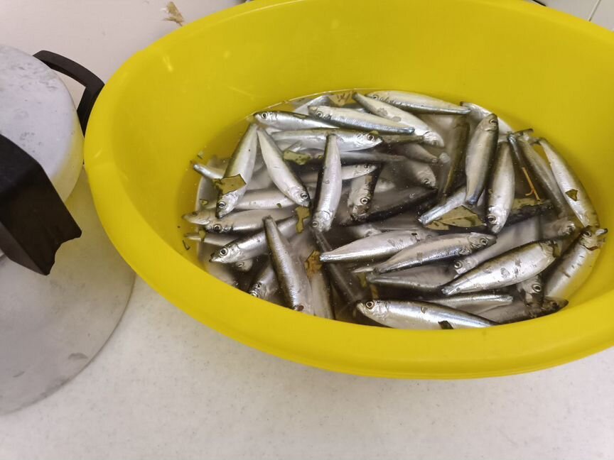 Рыба в тазике