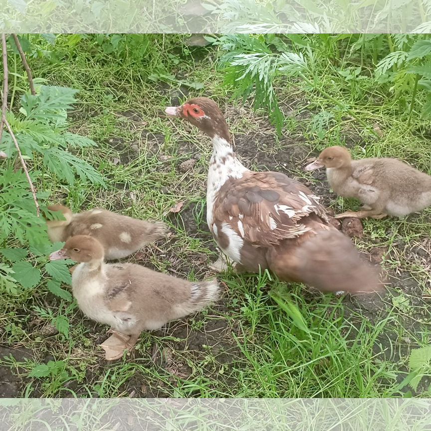 Утята мускусные