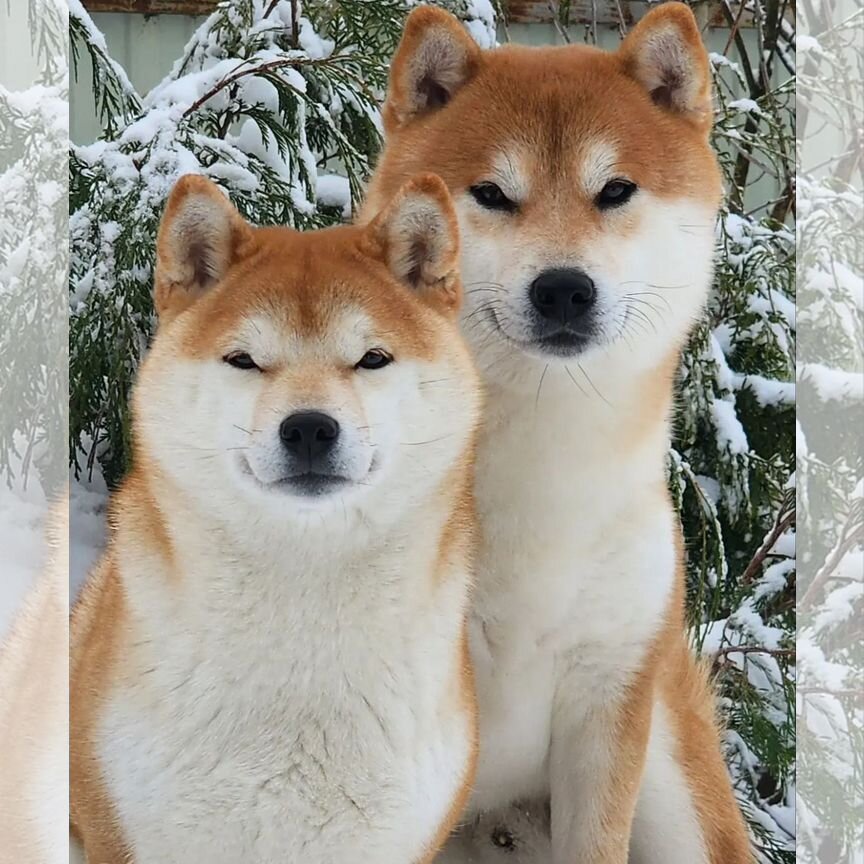 Сиба-ину, взрослый пёс