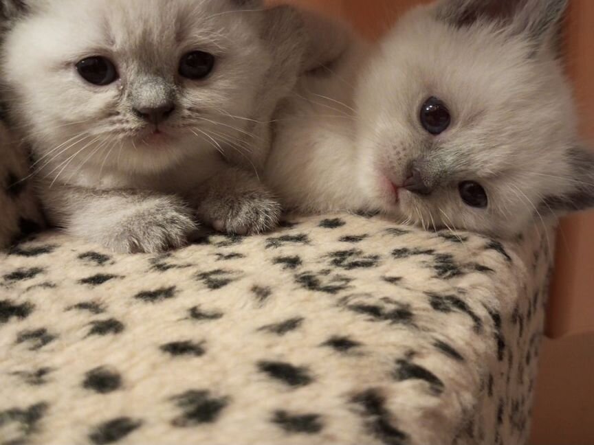 Шотландские котята