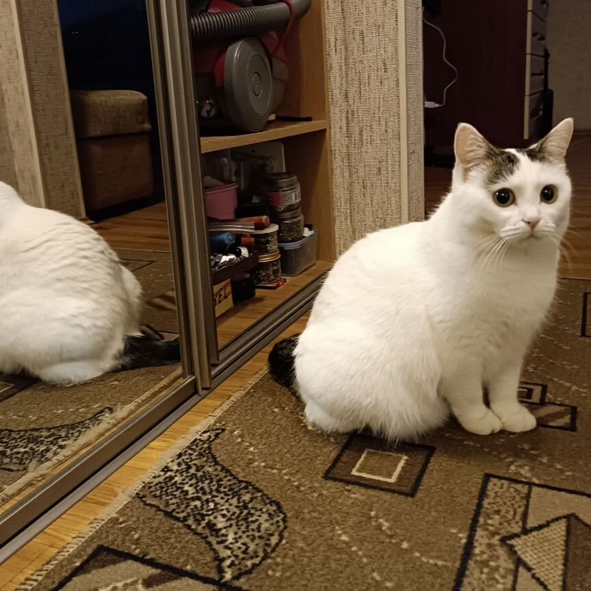 Молодая кошечка мышеловка