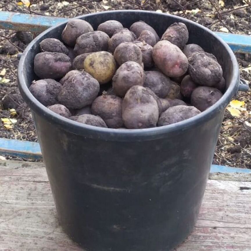 Картофель на корм скоту отдам. Самовывоз