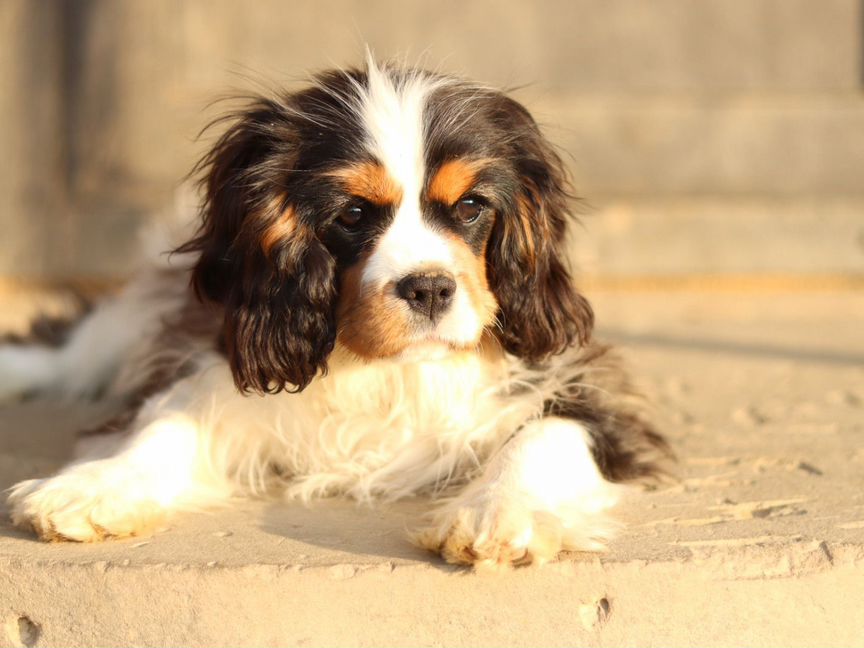 Щенок Кавалер Кинг Чарльз Спаниель девочка