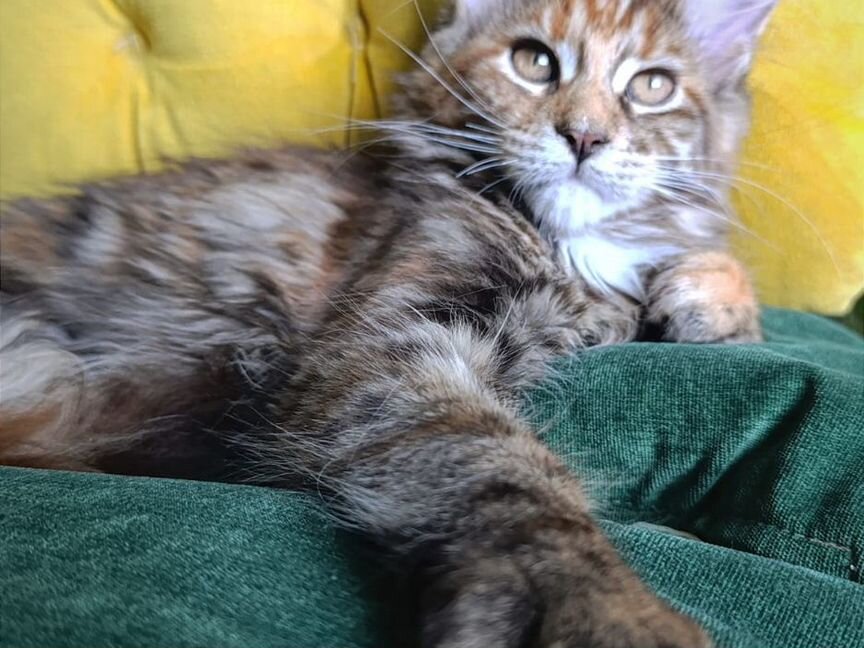 Чистокровные мейн-куны с документами