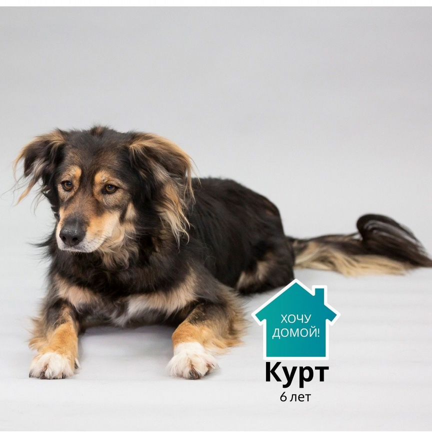 Животные в добрые руки бесплатно