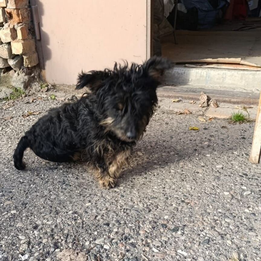 Йоркширский терьер, взрослый пёс