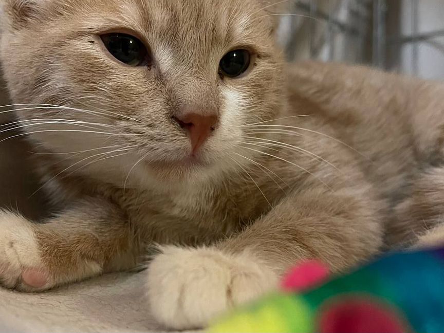 Котенок Симба в добрые руки