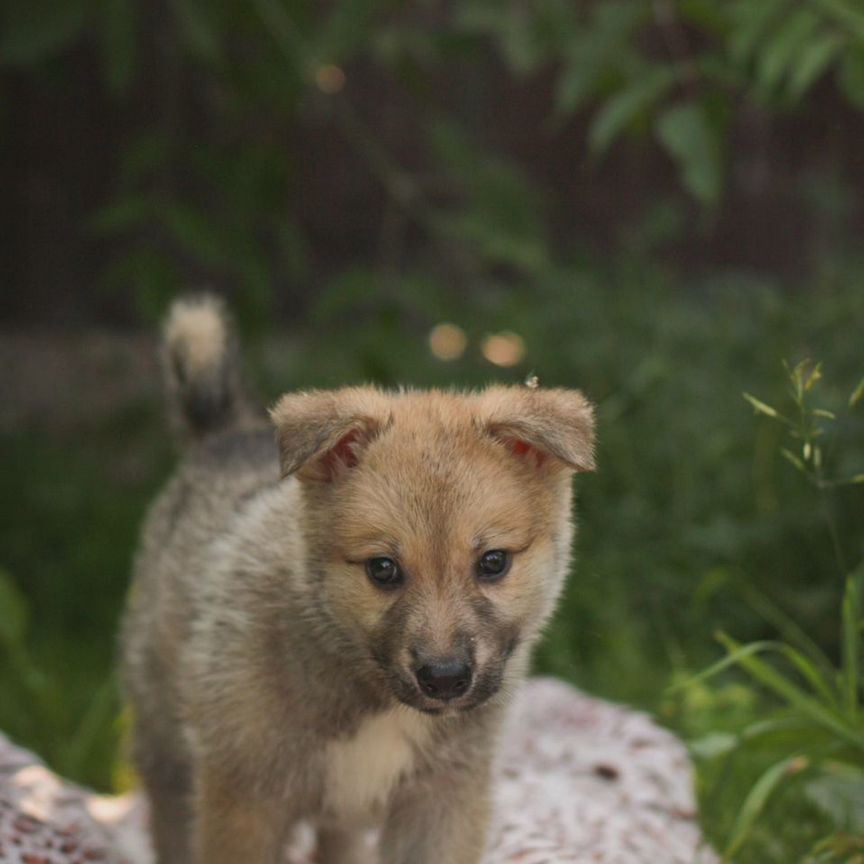 Пуш ищет дом