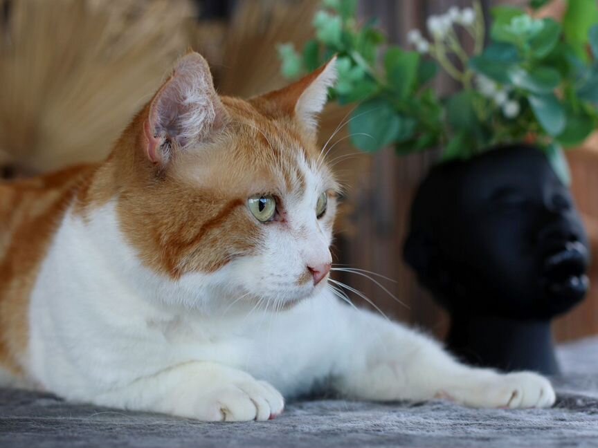 Кот
