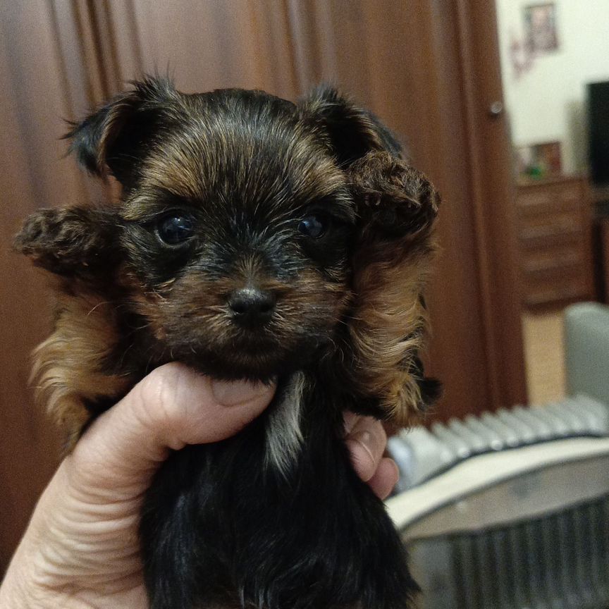 Йоркширский терьер мини беби фейс