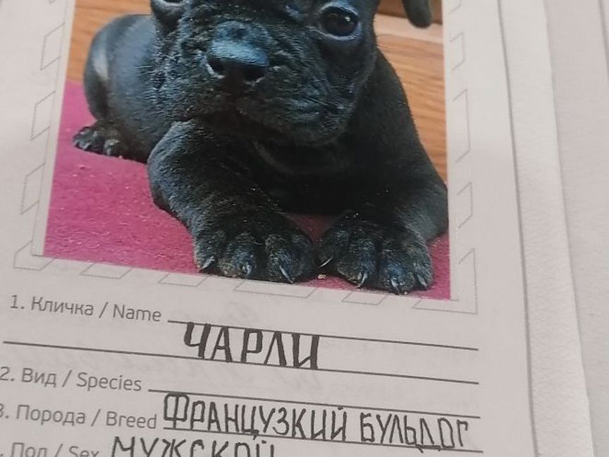 Продам Французского бульдога