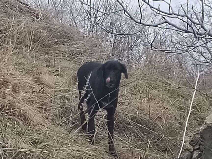 Щенок в добрые руки