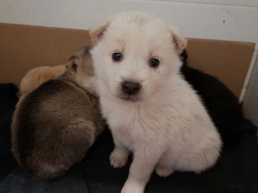 Зефирка в поисках семьи