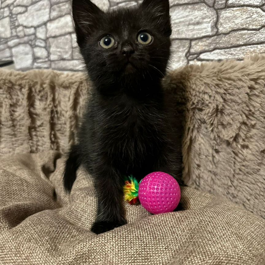 Отдам котенка в добрые руки