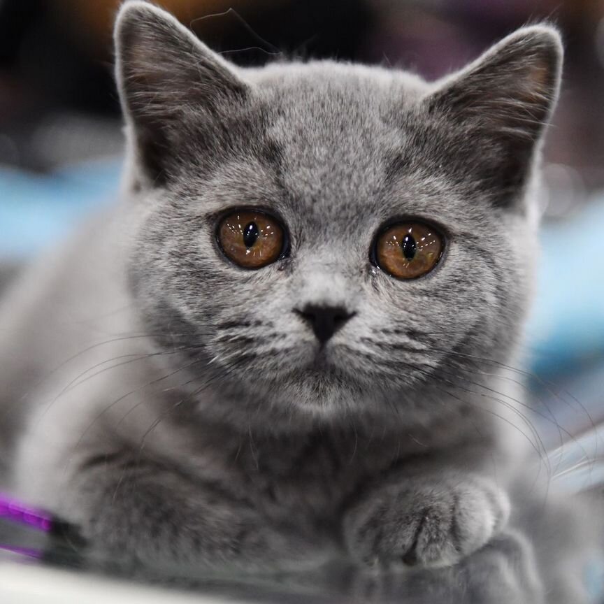 Британская короткошёрстная кошка, взрослая