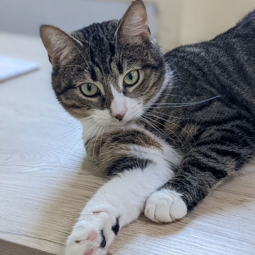 Тайра в поисках дома