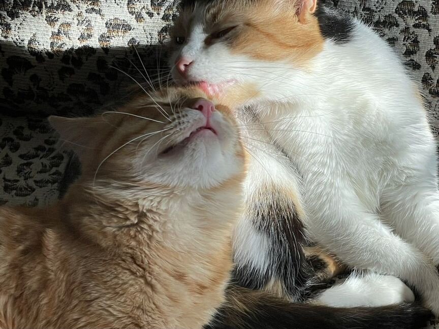 Коты
