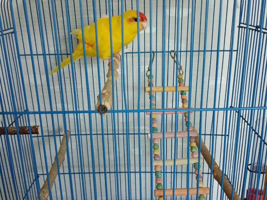 Попугай какарик, девочка