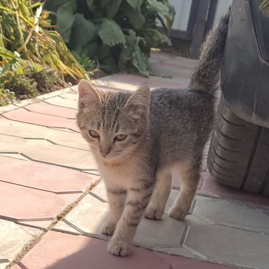 Котик ищет семью. Отдам в добрые руки