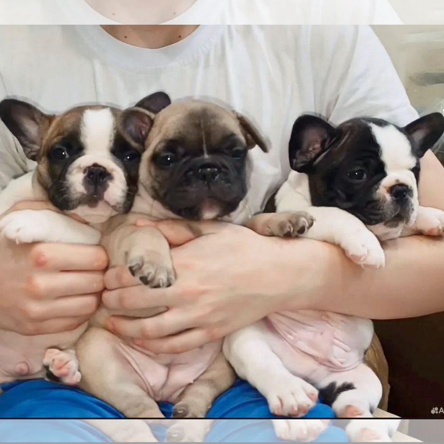 Французский бульдог