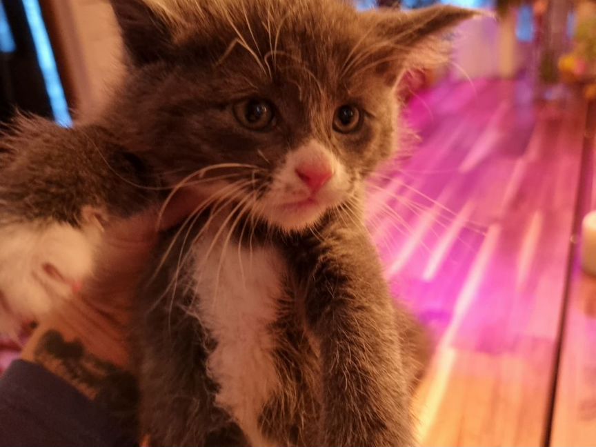 Котята мейн-кун