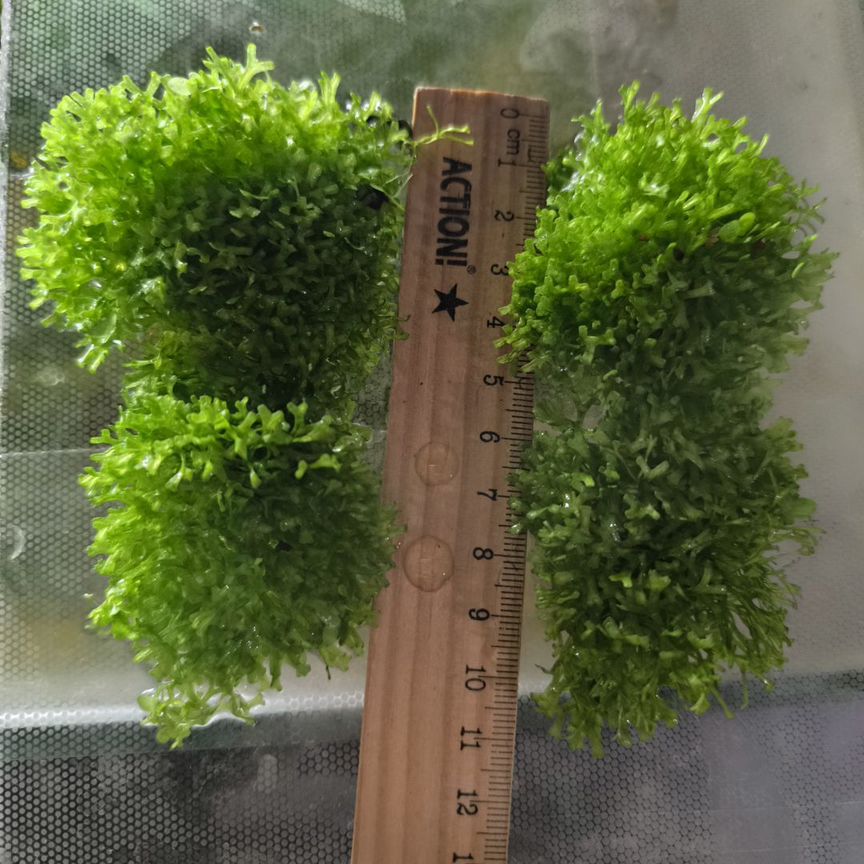 Риччия плавающая