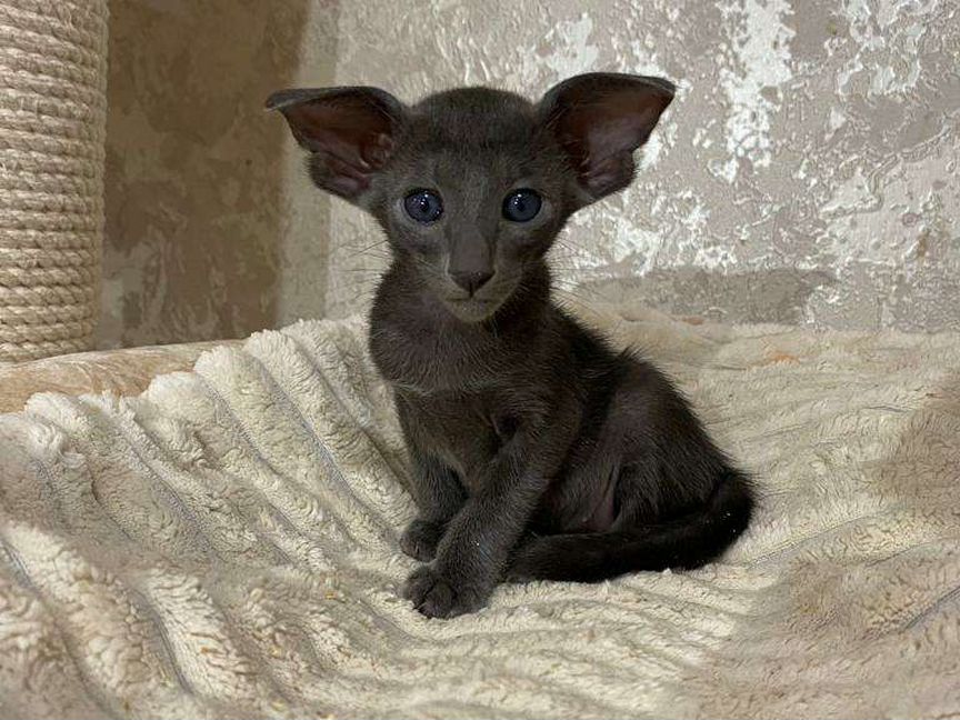 Экстрим. Шикарный котик с документами